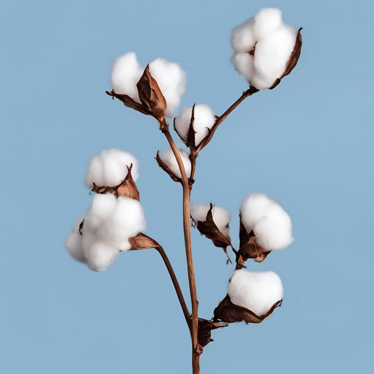 Clean Cotton – Eclectic Lady