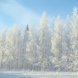 Alpine Frost – Eclectic Lady