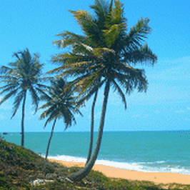 Exotic Coconut – Eclectic Lady